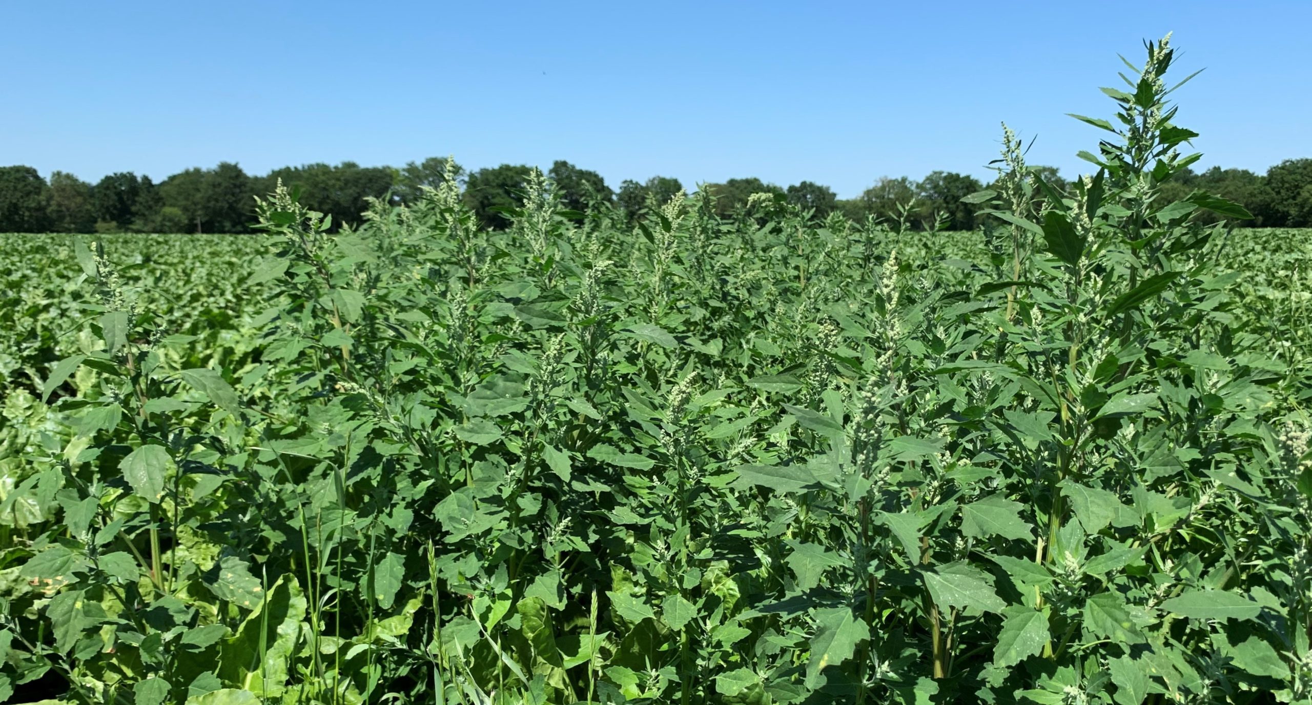 Spießblättrige Melde – ARGE NORD